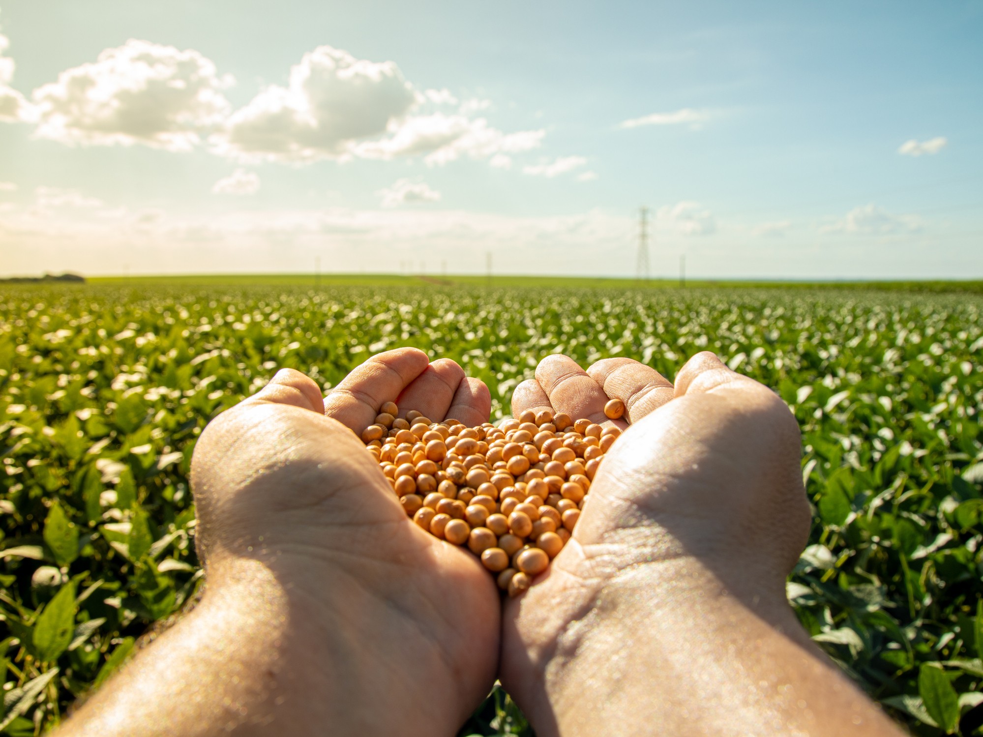 Producción Agrícola En Argentina Los Cultivos Más Importantes