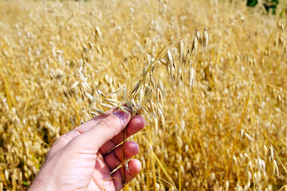 5 Pr cticas Fundamentales Para El Cultivo De Avena 5 Pr cticas Fundamentales Para El Cultivo De Avena
