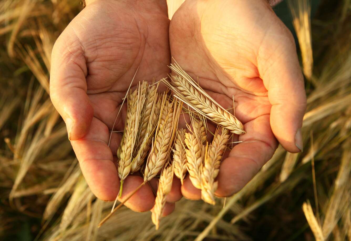 Planta de cebada: ¿Cómo hacer que crezca saludablemente?