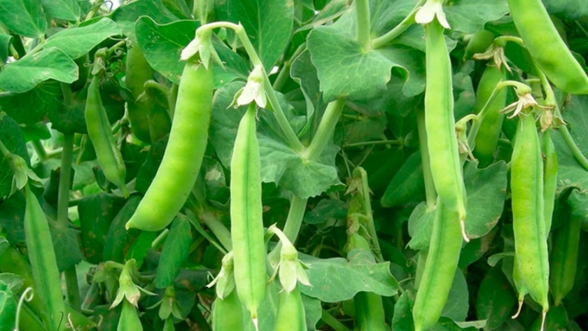 5 consejos para el manejo fitosanitario del cultivo de poroto