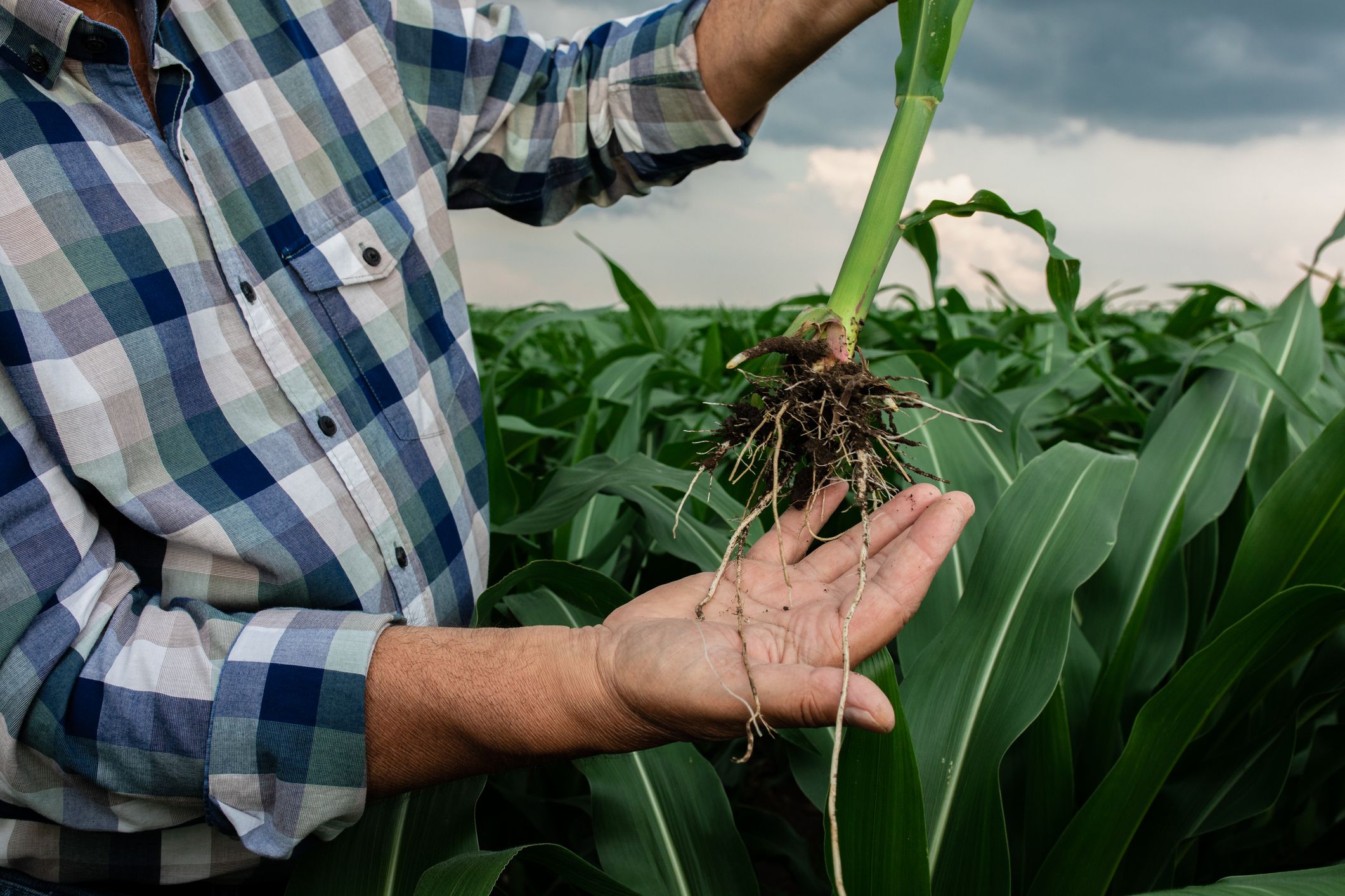 ¿Qué son las micorrizas y cómo son usadas en la agricultura? - Blog ...