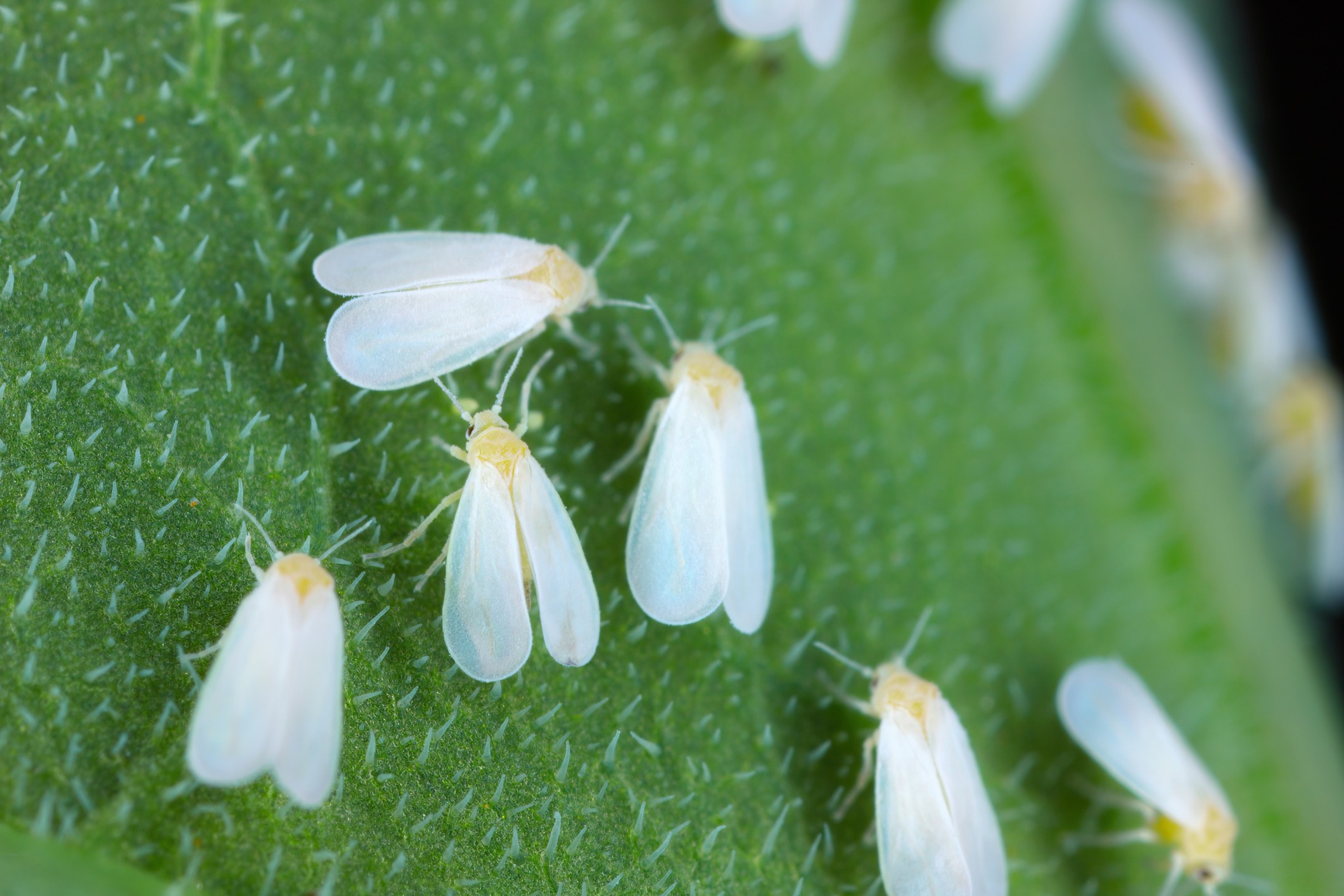 Mosca o mosquita blanca: daños y cómo combatirla efectivamente - Blog ...