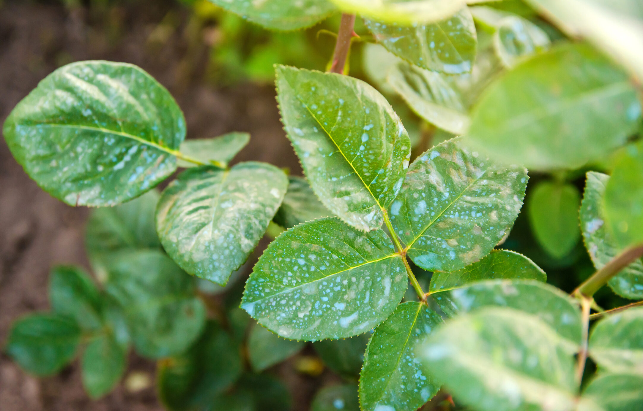 Descubre la función del cobre sobre las plantas y en qué tipos funciona ...
